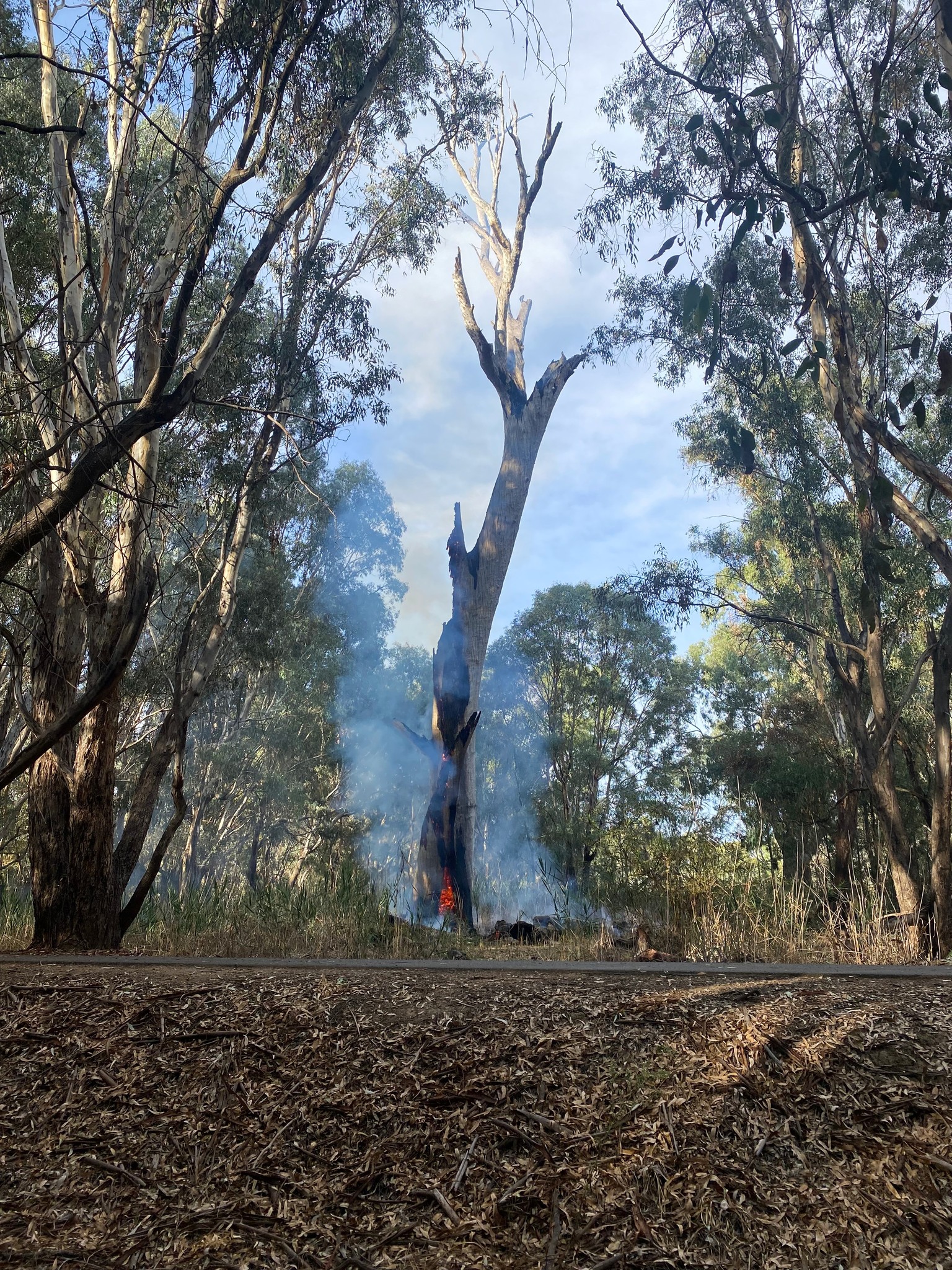 Hazardous Tree Fire - 1494 2AY